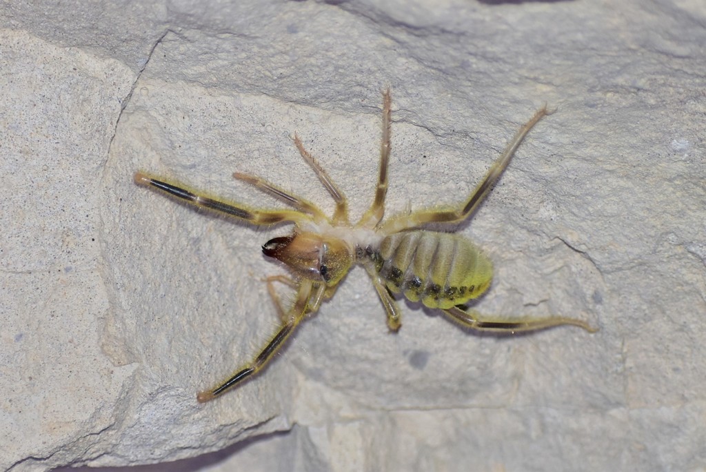 Galeodidae from Мангистауский район, Казахстан on August 23, 2021 at 11 ...