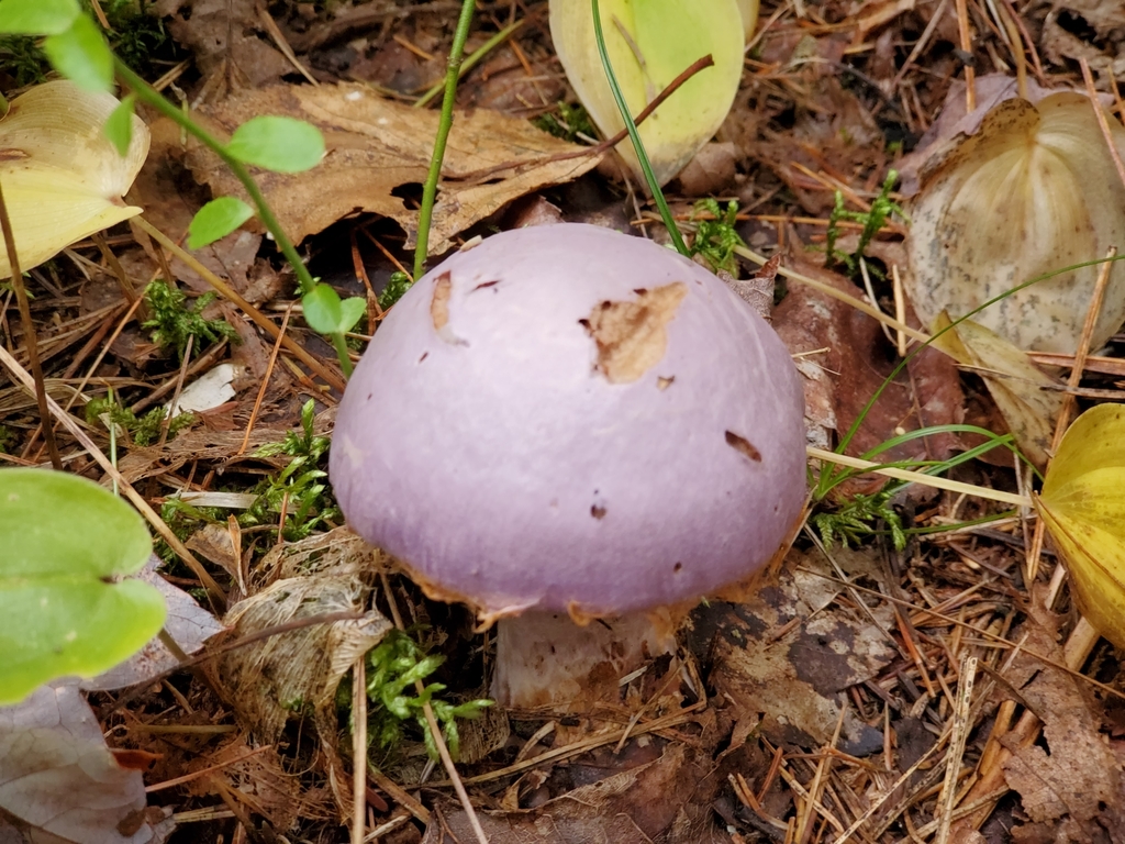 gassy webcap from Whitney, ON K0J 2M0, Canada on September 30, 2021 at ...