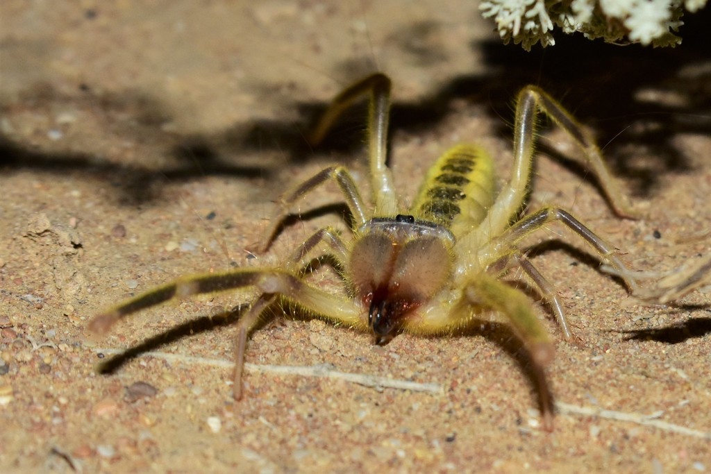 Paragaleodes pallidus from Мангистауский район, Казахстан on August 24 ...