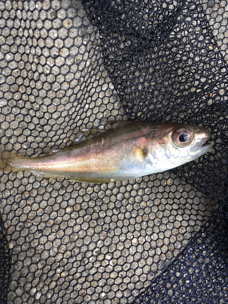 Pouting from English Channel, Bridport, England, GB on July 10, 2018 at ...
