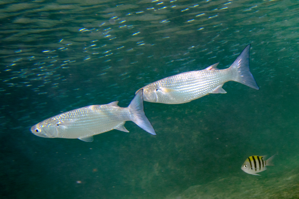 Fringelip Mullet (Moolgarda crenilabis) - Marine Life Identification