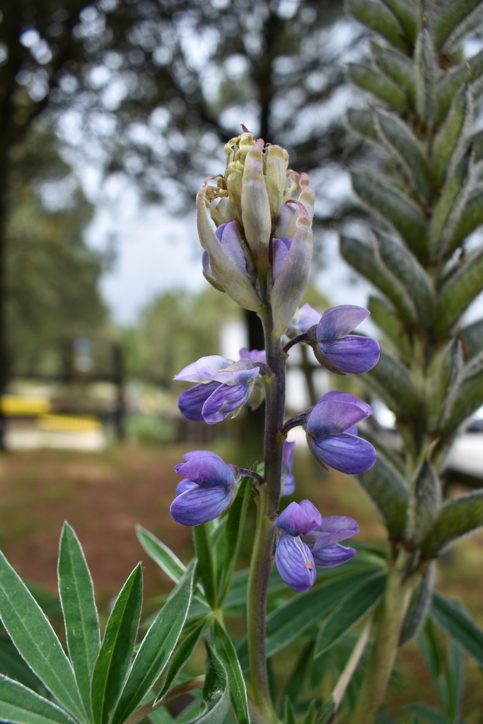 Lupinus montanus from Paso de cortez parque nacional izta-popo on ...