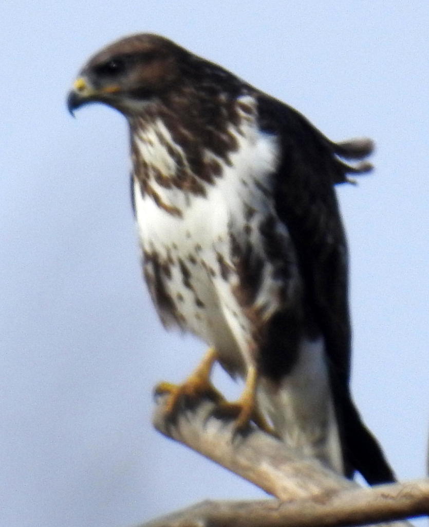 Forest Buzzard (Birds of the Garden Route (Western Cape) South Africa ...