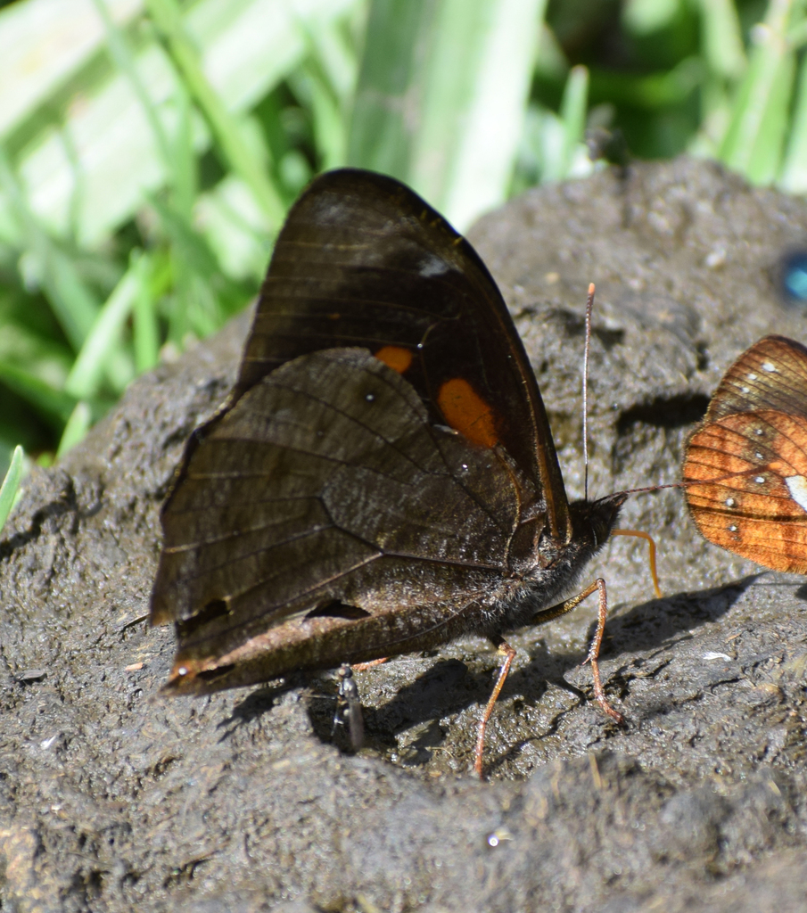 Corades medeba from Sehuencas on February 13, 2021 at 09:09 PM by jose ...