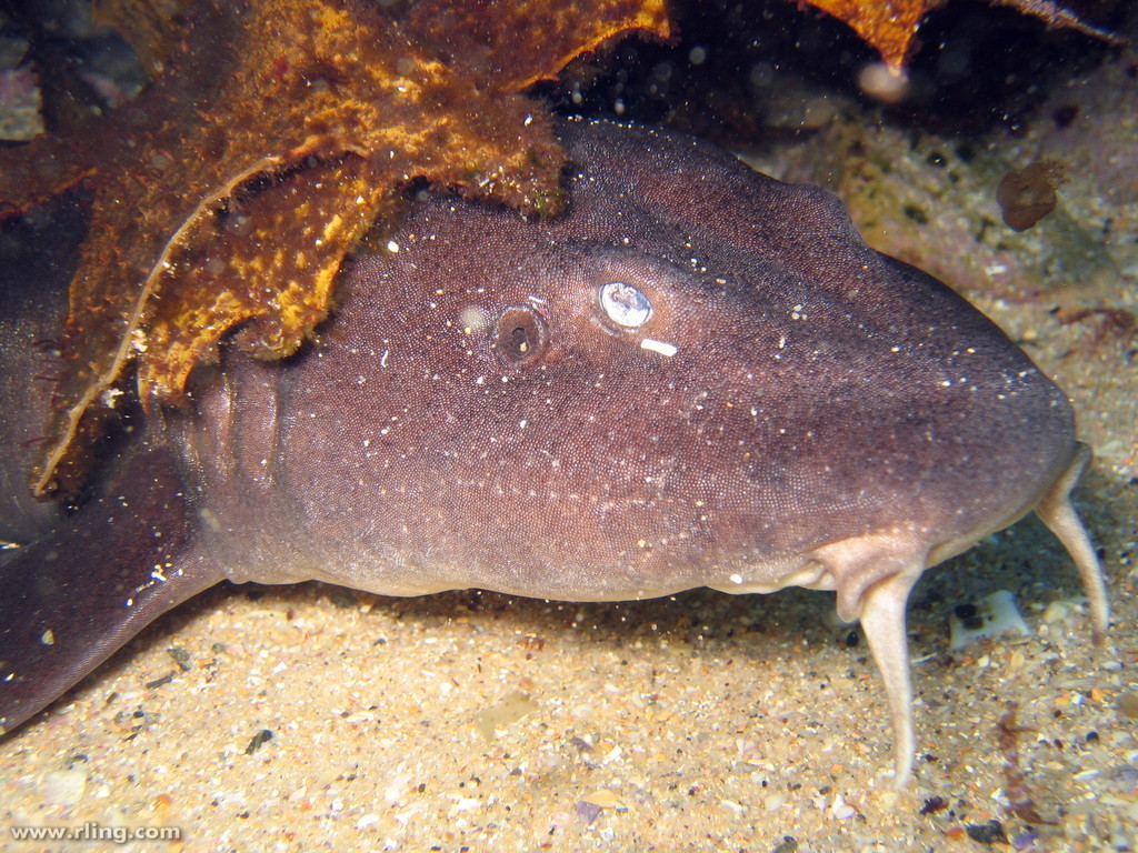 Blind Sharks (Brachaelurus) - Marine Life Identification