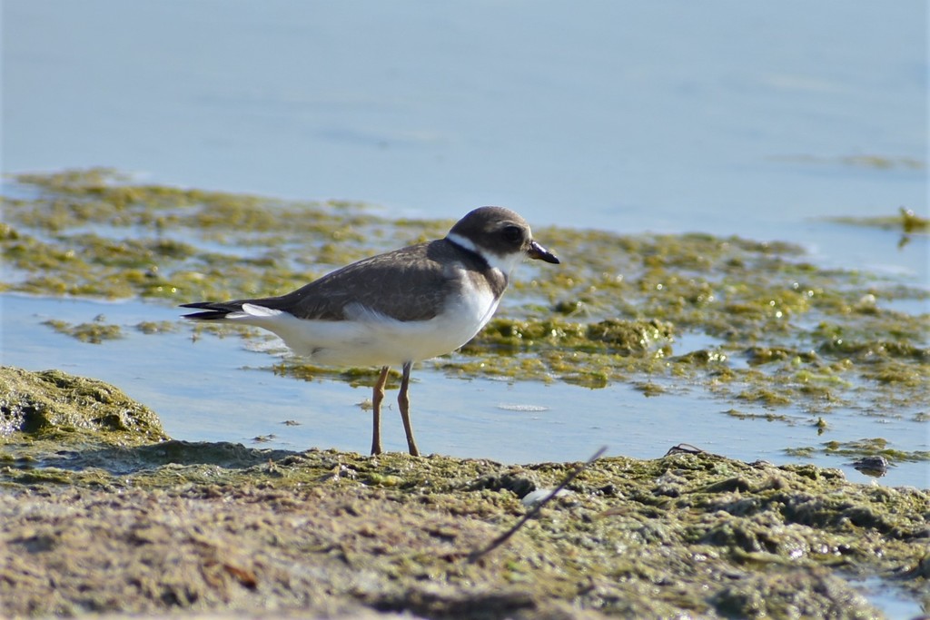 Typical Plovers from Актау, Казахстан on August 31, 2021 at 05:50 PM by ...
