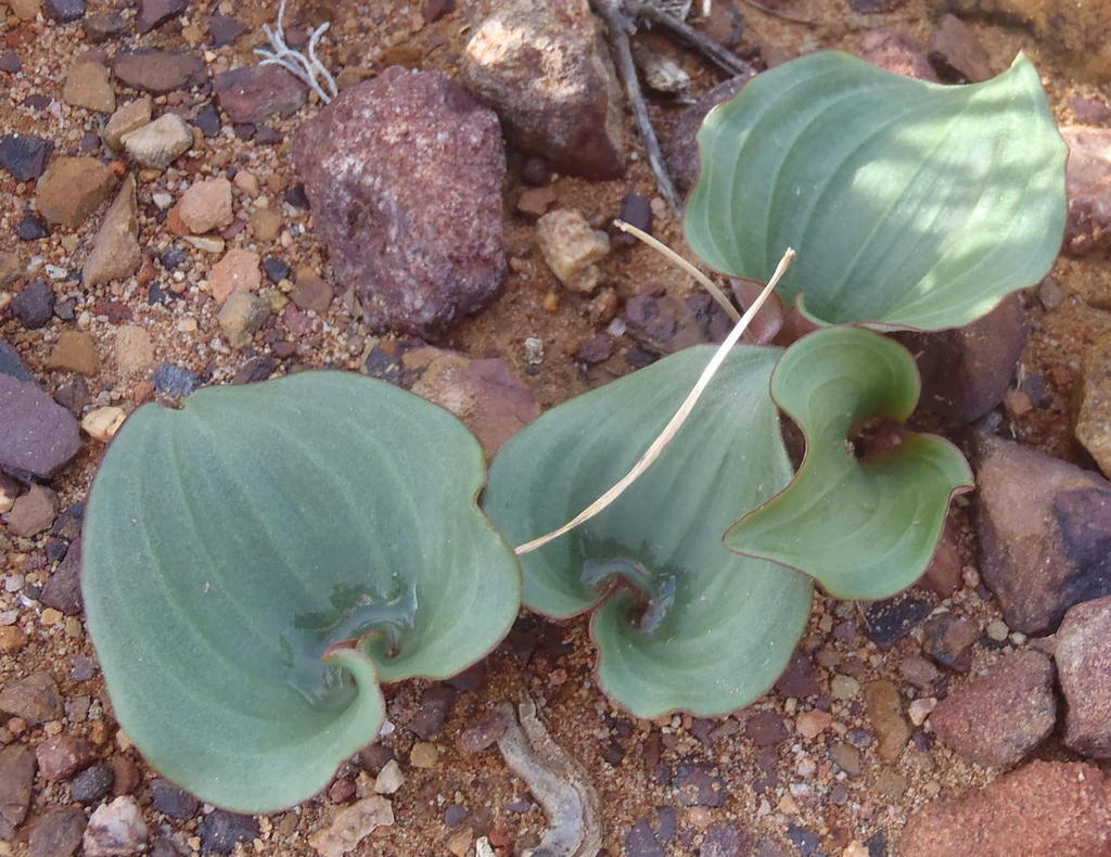 Cape Woolseed (Cape Bulbs 1) · BioDiversity4All