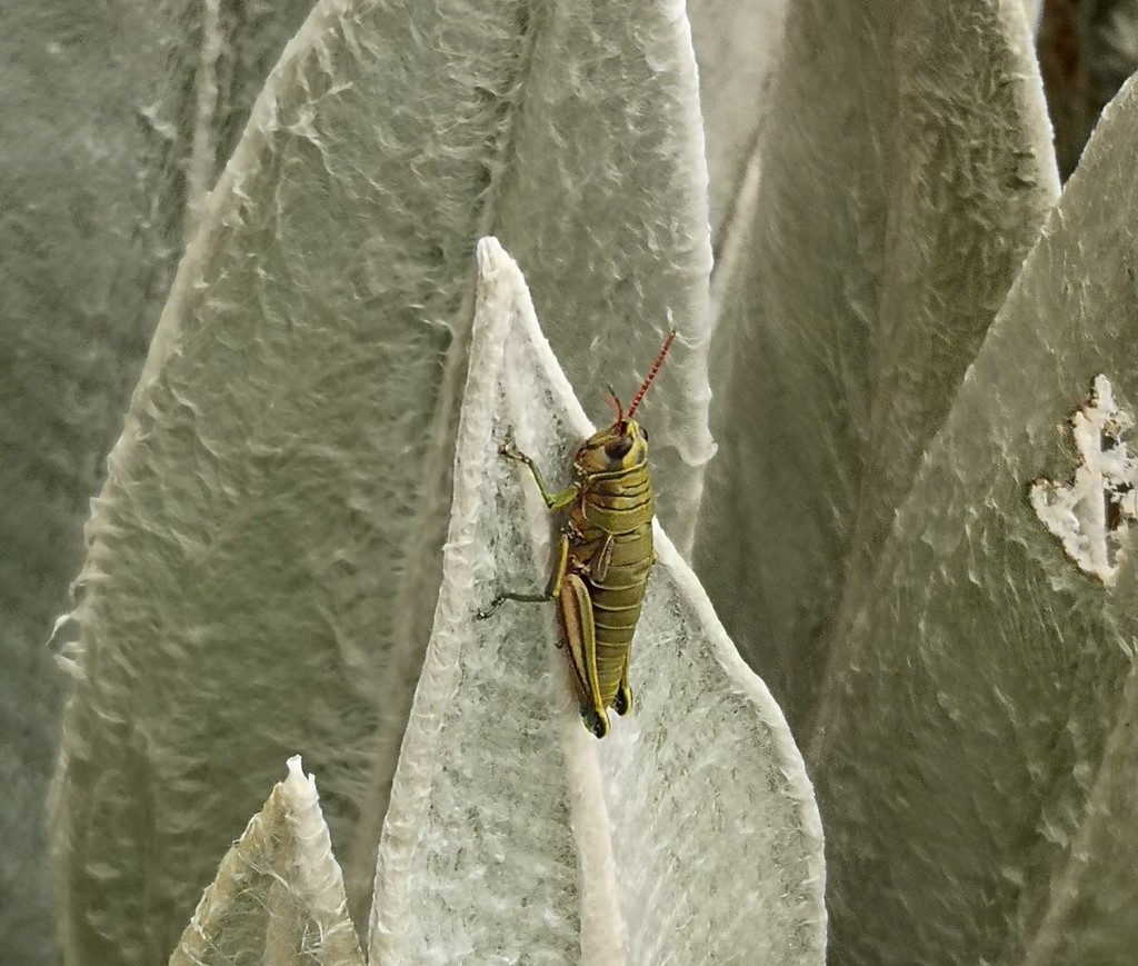 Agesander ruficornis from Serranía del Zuque - La Teta on August 18 ...