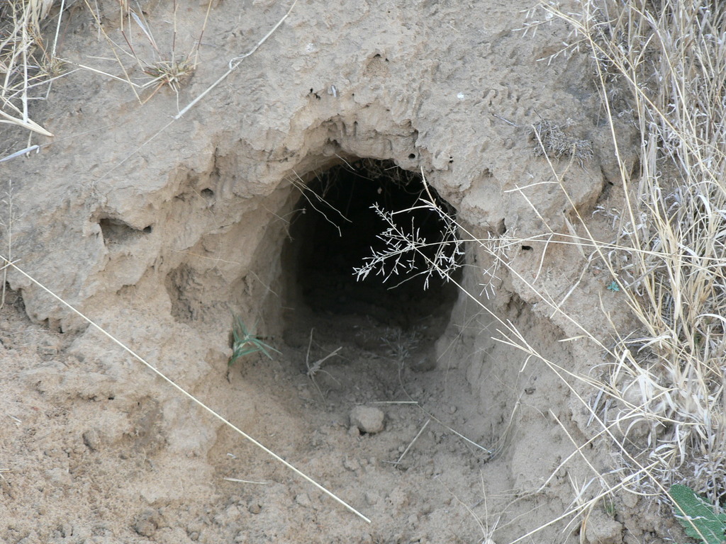 Black-footed Cat from Goedehoop, Steunmekaar on July 22, 2006 at 04:40 ...