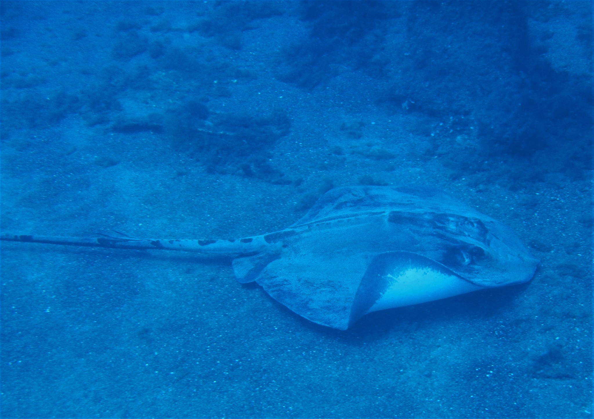 Bathytoshia lata (Garman, 1880)