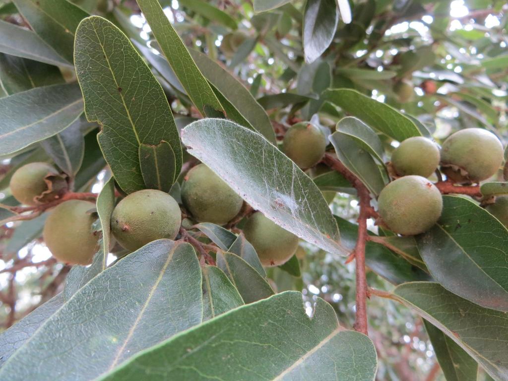 jackalberry from Lower Sabie on April 06, 2014 by magdastlucia. Tree in ...