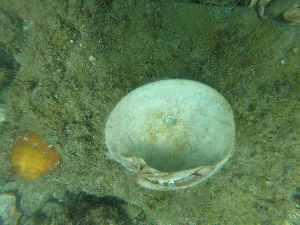 Periglypta multicostata from La Audiencia on October 1, 2021 at 12:52 ...