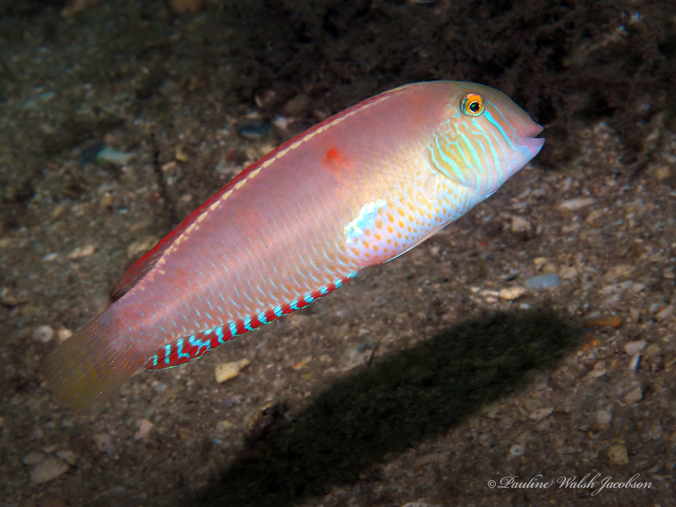 Razorfishes and allies (Novaculini) - Marine Life Identification