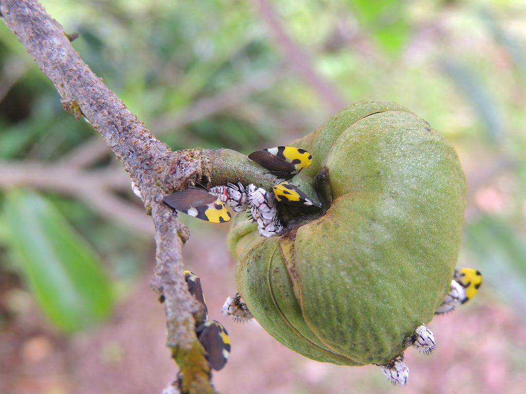 Mexican Treehopper from Purires, San José, Atenas, Costa Rica on ...