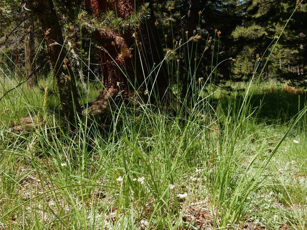 Different-nerve Sedge from Evolution Meadows, Sierra Nevada, California ...