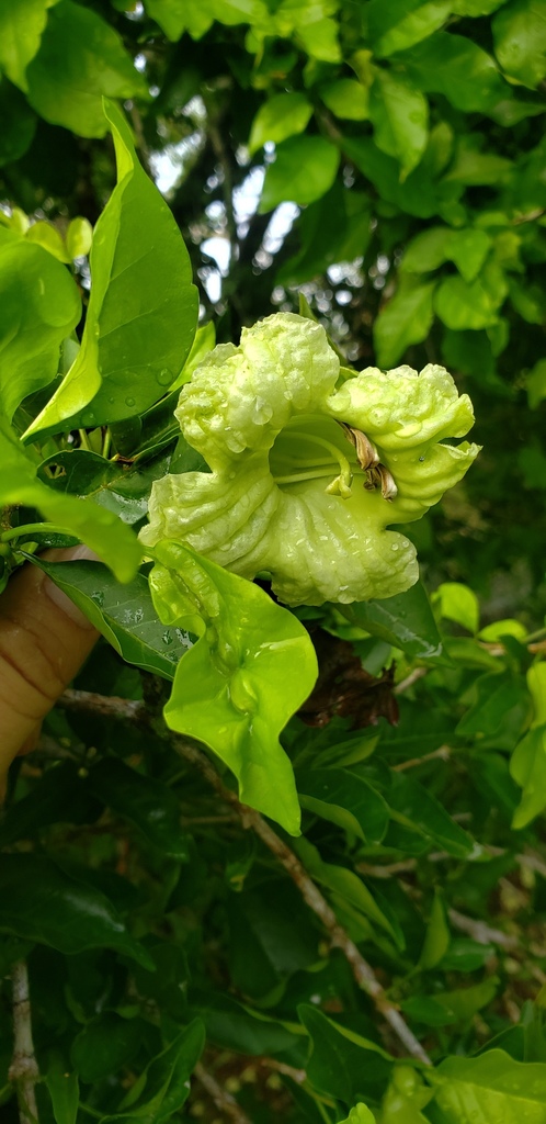 cuachilote from Monte Gordo. Tecolutla, Veracruz, México on September ...
