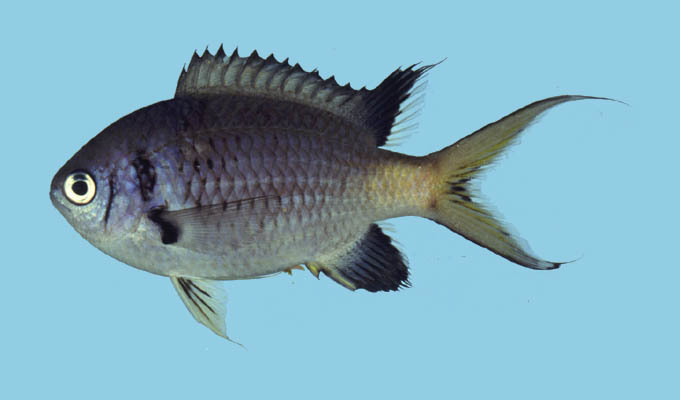 Doublebar Chromis (Chromis opercularis) - Marine Life Identification