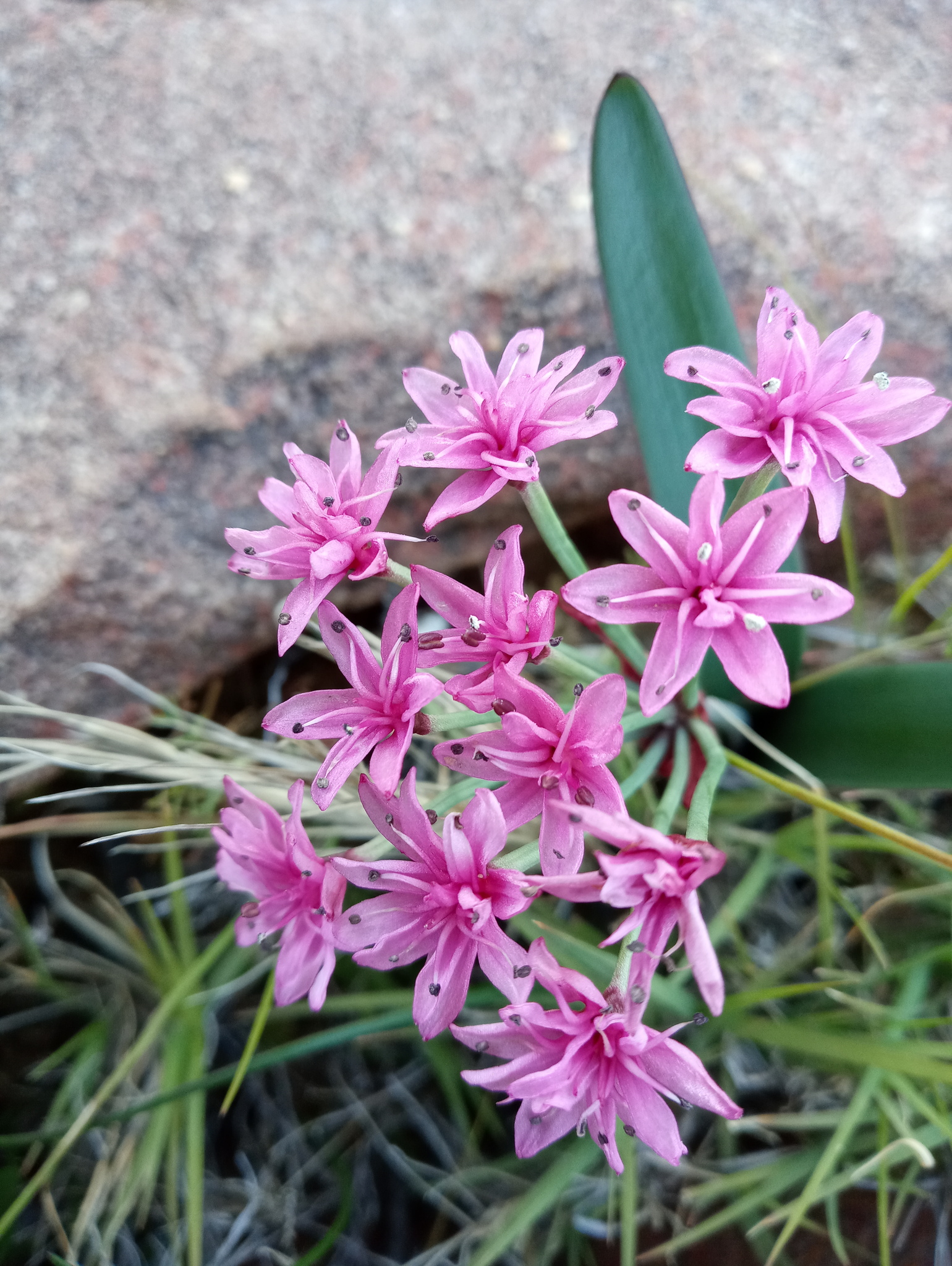 Hessea breviflora Herb.