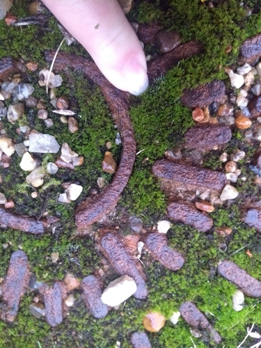 Observations by bryn_potter · iNaturalist