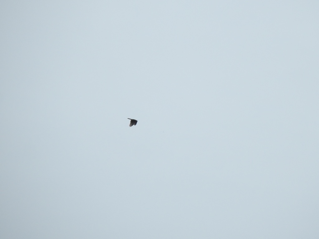 Sharp-shinned Hawk from Hawk Ridge Nature Reserve, Duluth, MN, US on ...