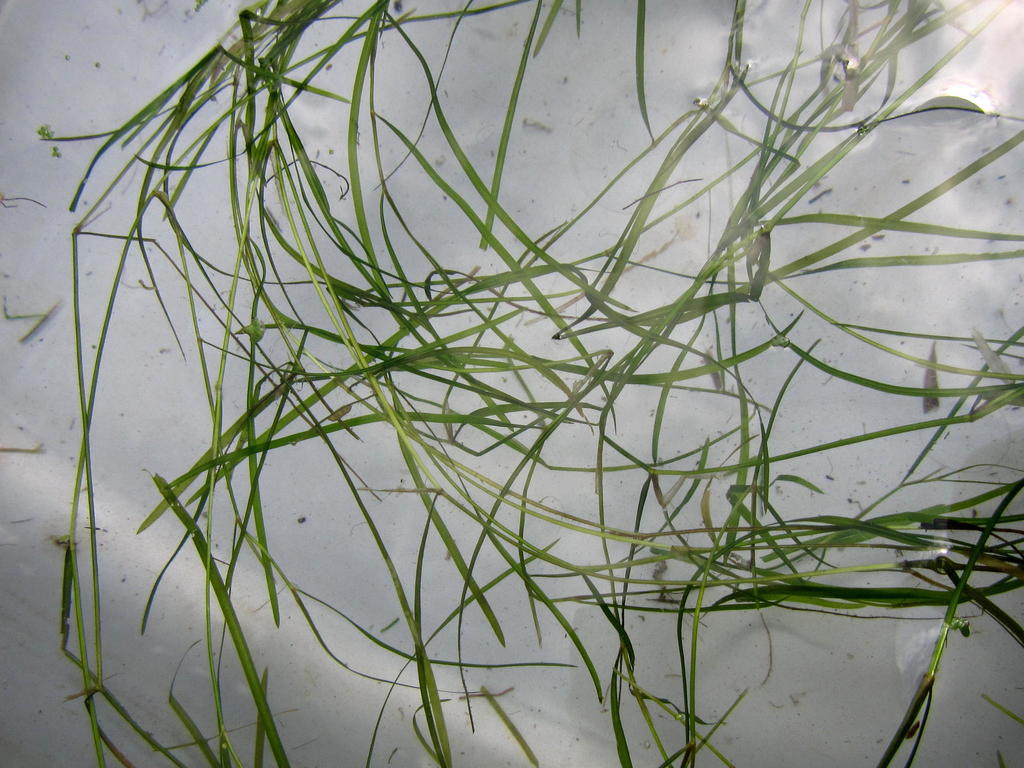 small pondweed (Find to Add to Seney's Herbarium) · iNaturalist