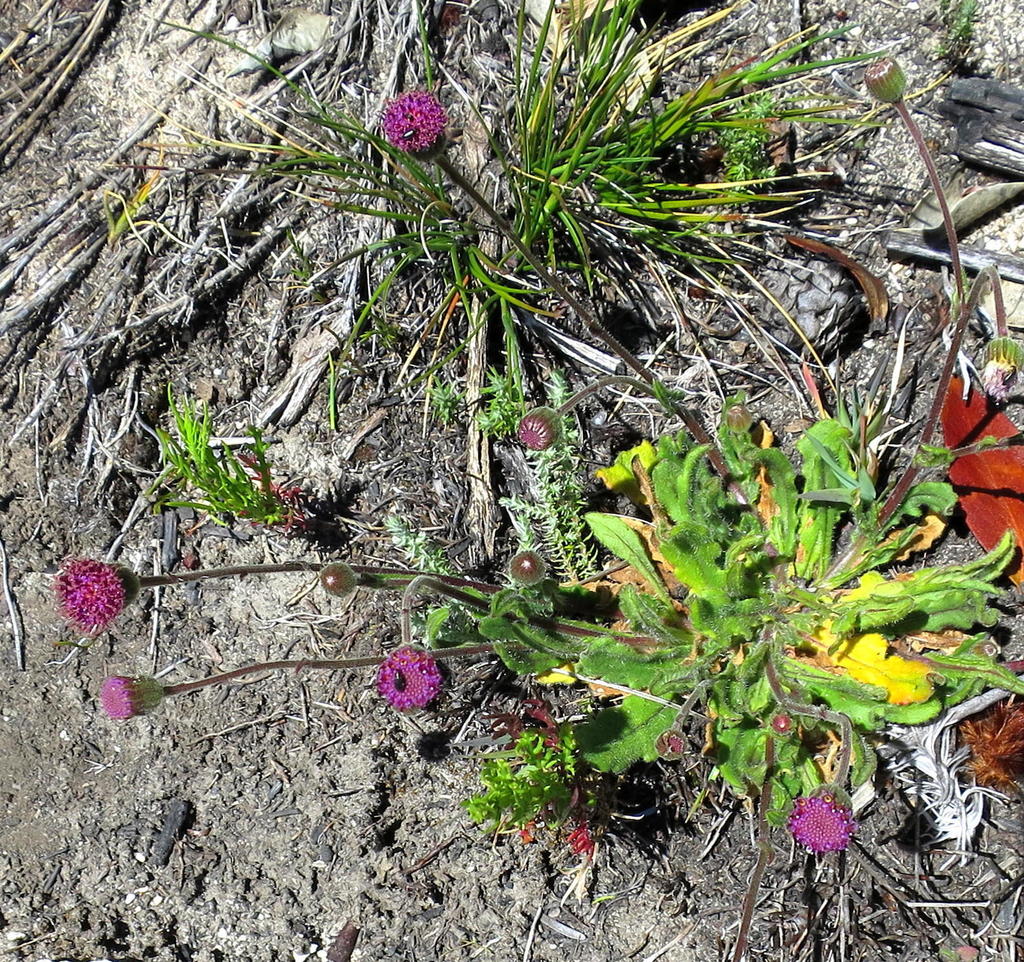 Blushing Ragwort from Gouekrans Groot Swartberg: East of Gouekrans ...