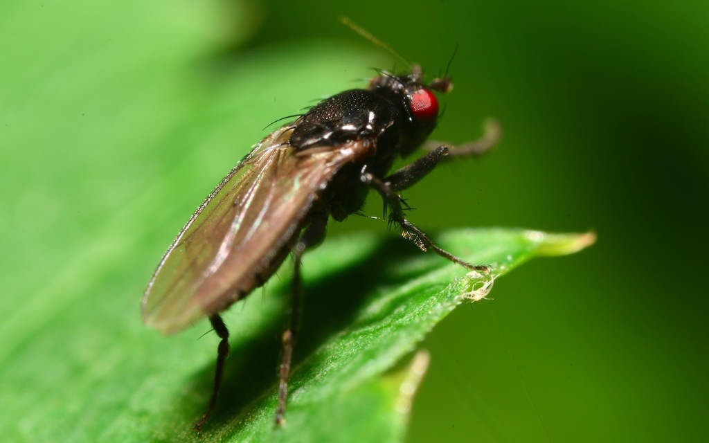 Pullimosina moesta (Diptera (flies) of the Chagos Archipelago ...
