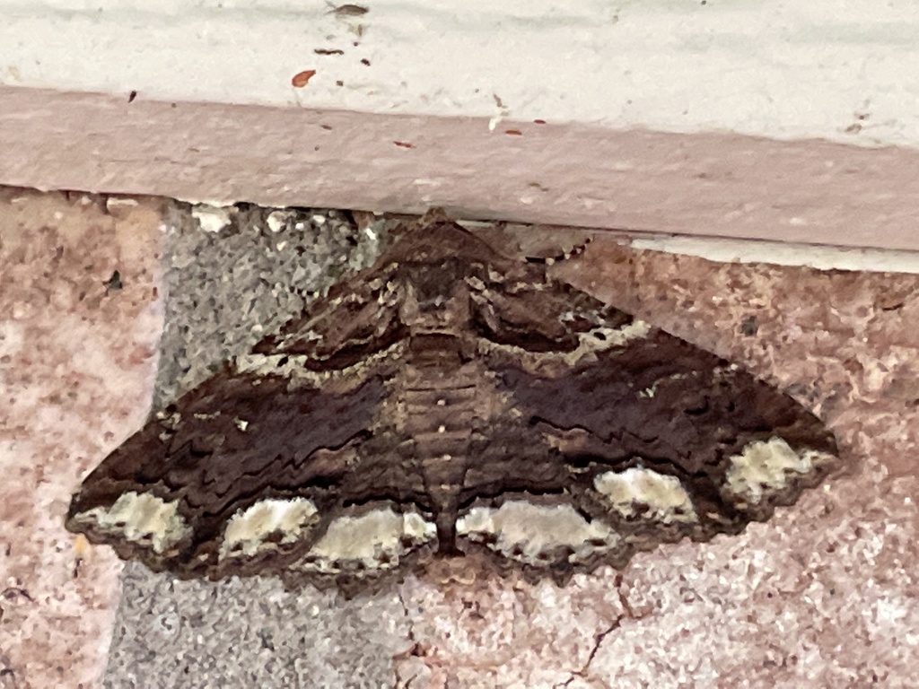 Lunate Zale Moth in October 2021 by KGTEY · iNaturalist