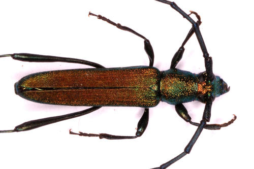 Subspecies Hypocrites claviger claviger · iNaturalist