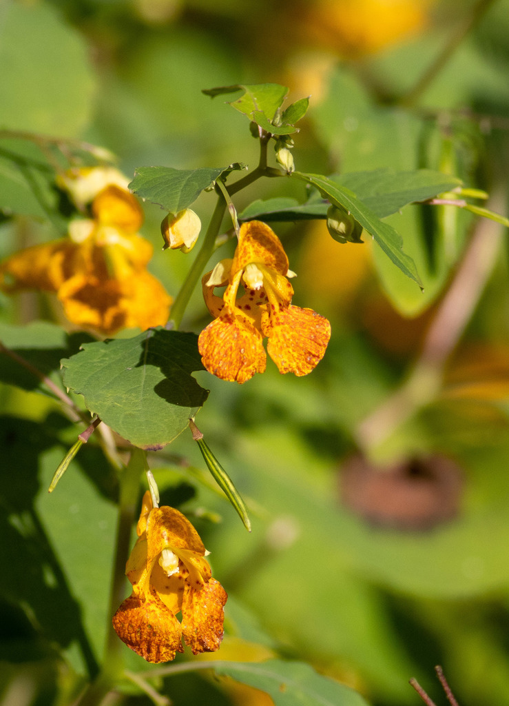 balsam family (Balsaminaceae) - Botanical Realm