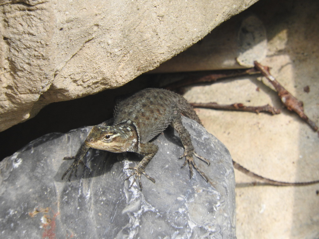 Blue Spiny Lizard from Guadalupe, Nuevo Leon, Mexico on September 29 ...