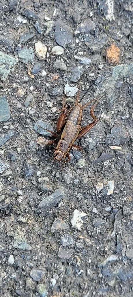 Striped Ground Cricket in October 2021 by Mitch · iNaturalist