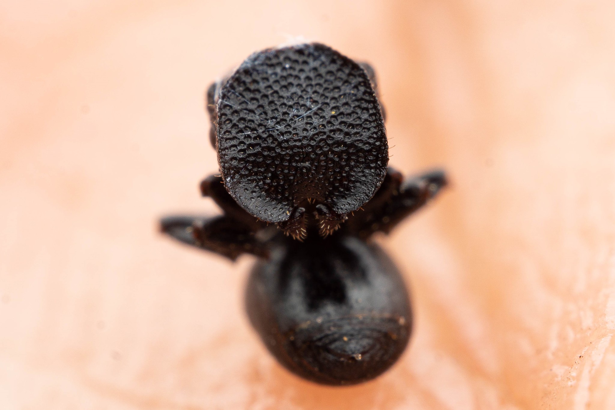 Cephalotes rohweri (Wheeler, 1916)