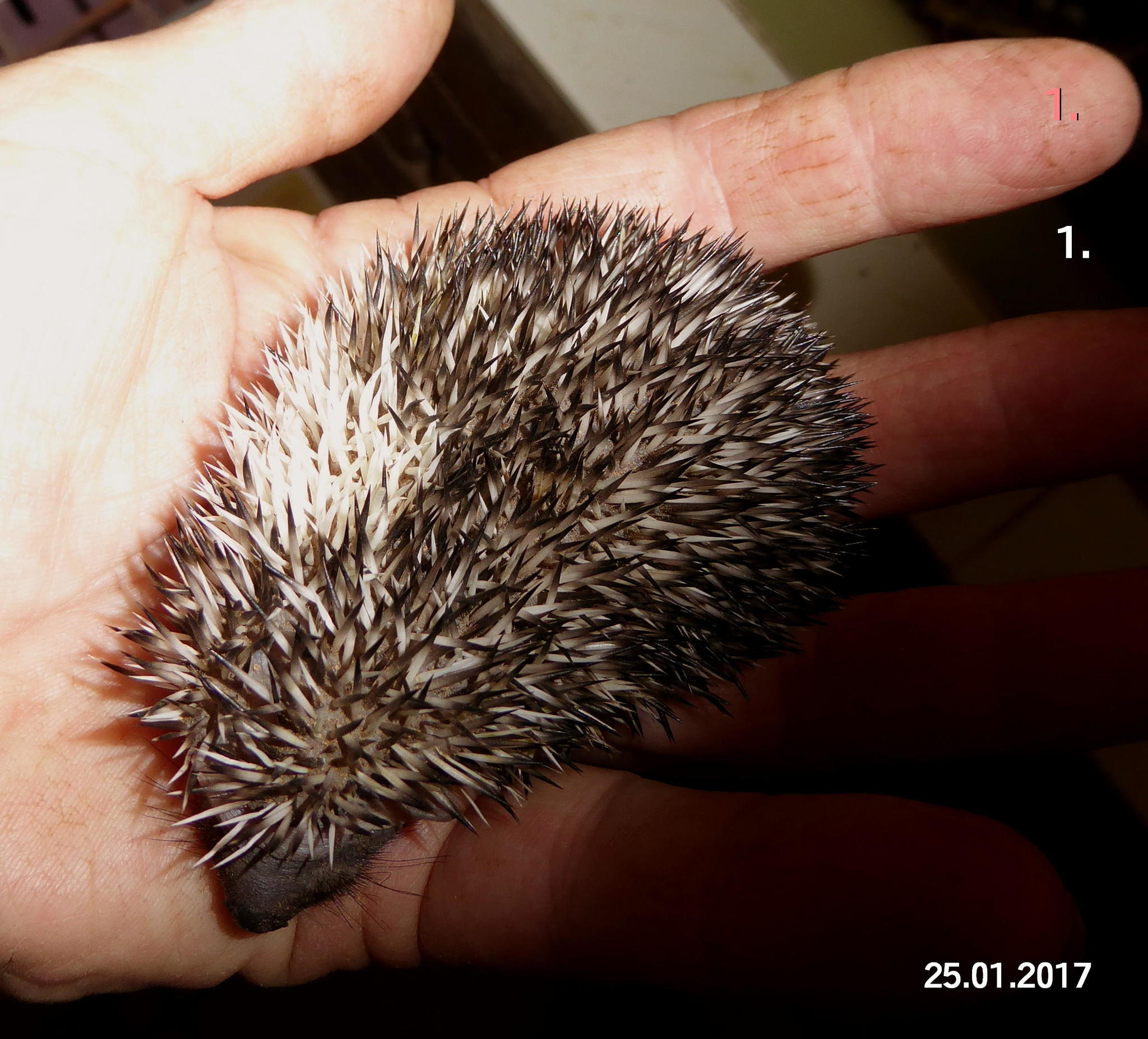 Atelerix frontalis (A.Smith, 1831)