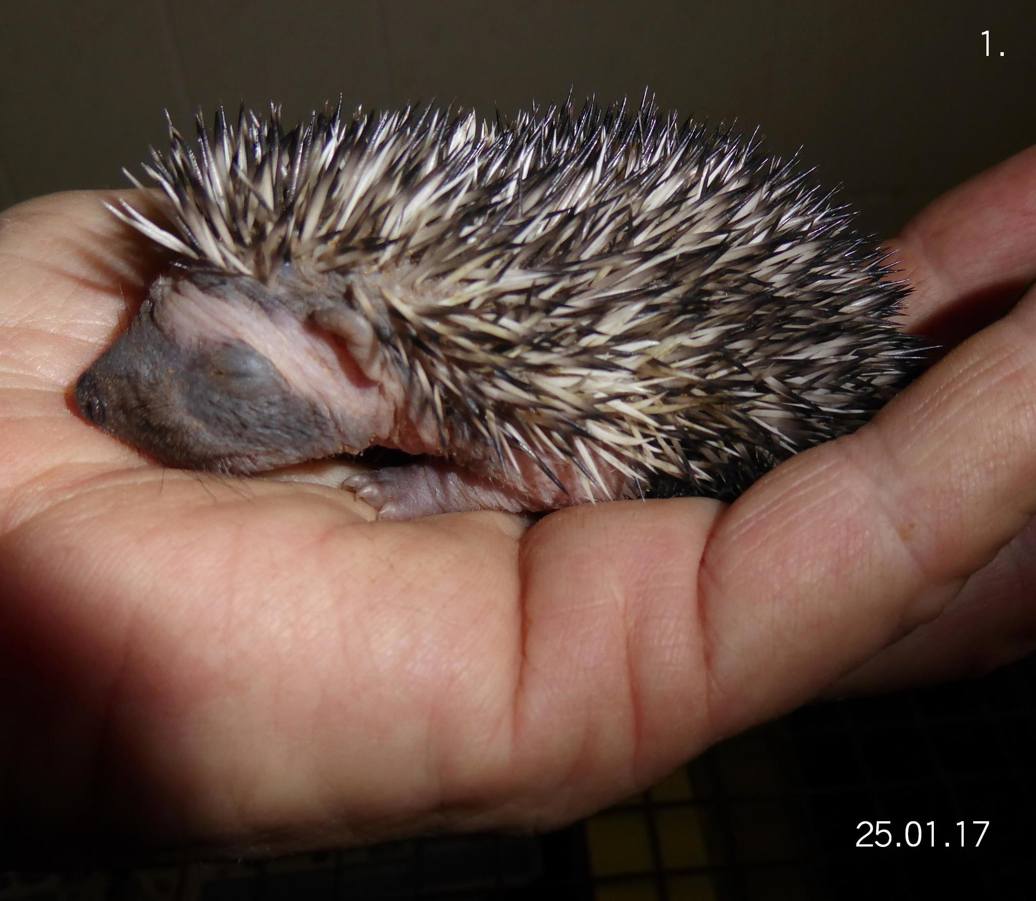 Atelerix frontalis (A.Smith, 1831)