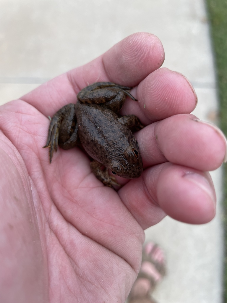 American Bullfrog from W 109th Pl S, Jenks, OK, US on October 01, 2021 ...