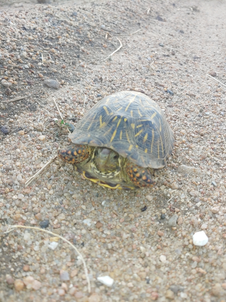 Ornate Box Turtle from Wakeeney, KS, USA on October 01, 2021 at 06:32 ...