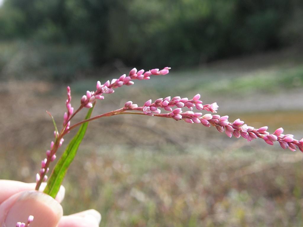 slender knotweed from Greyton Commonage: on the edge of a wetland on ...