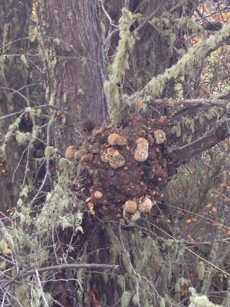 Darwin's fungus from Capitán Prat, CL-AI, CL on April 17, 2018 at 05:03 ...