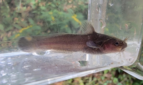 Brown Madtom (Noturus phaeus) · iNaturalist United Kingdom