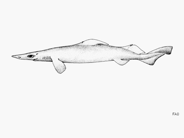 Rough Longnose Shark (Deania hystricosa) - Marine Life Identification