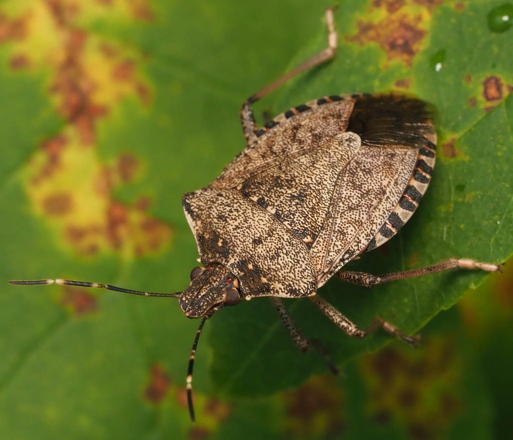 Brown Marmorated Stink Bug from Midland County, MI, USA on October 1 ...