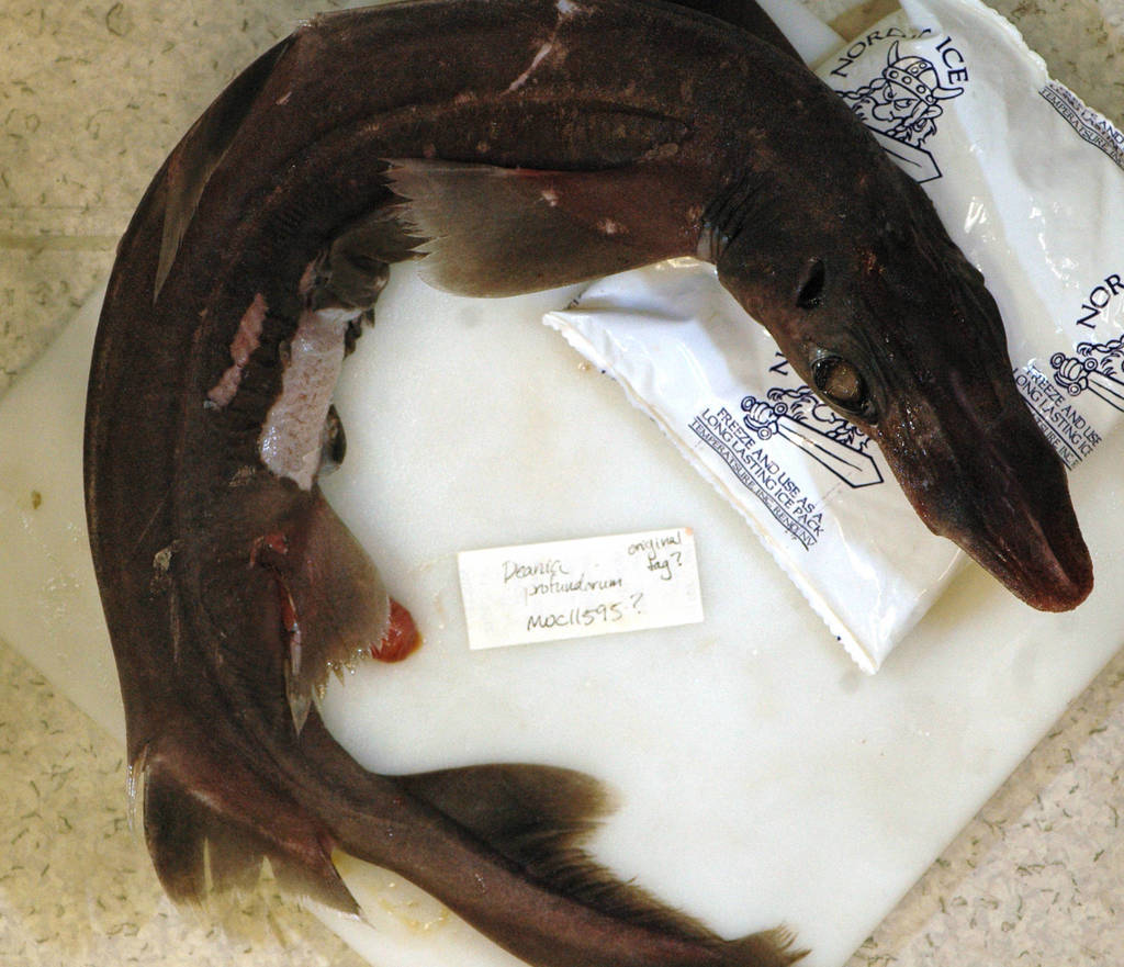 Arrowhead Dogfish (Deania profundorum) - Marine Life Identification