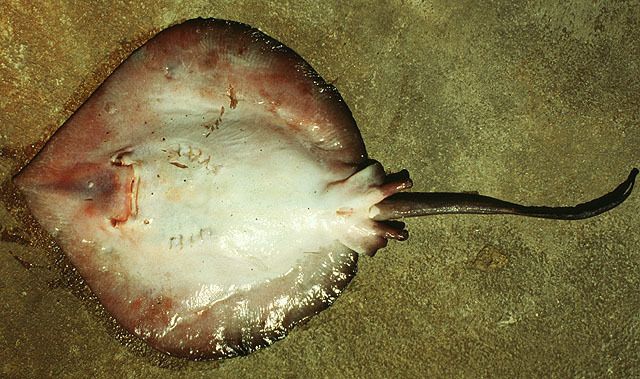 Giant Stingaree (Plesiobatis daviesi) - Marine Life Identification