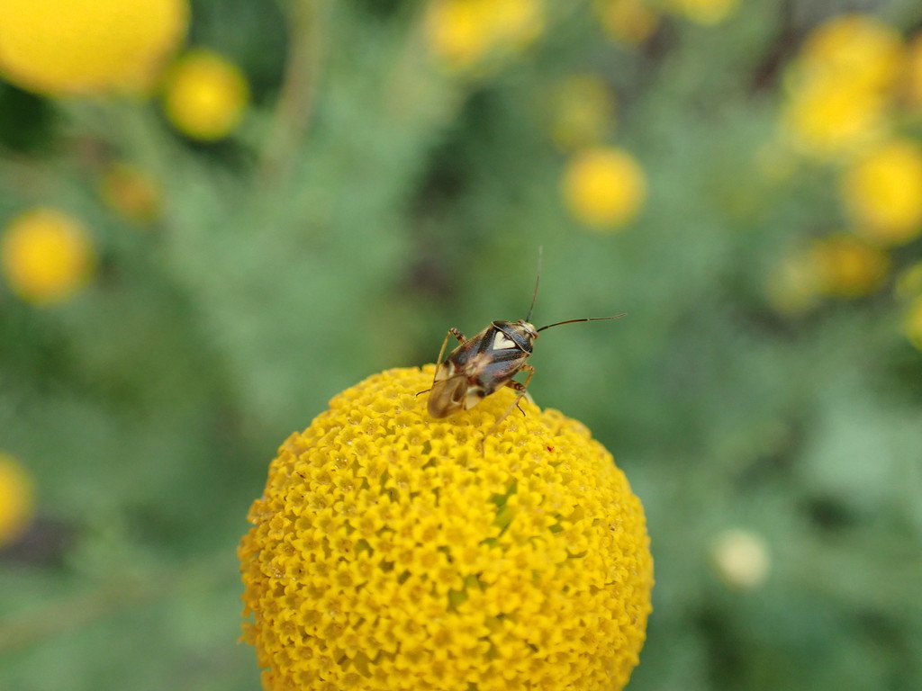 Lygus Bugs from Douglasdale, Calgary, AB T2Z, Canada on August 1, 2021 ...