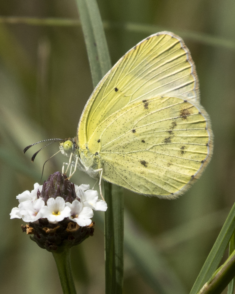 Little Yellow from 11402 Oak Tree Dr, Salado, TX 76571, USA on July 18 ...