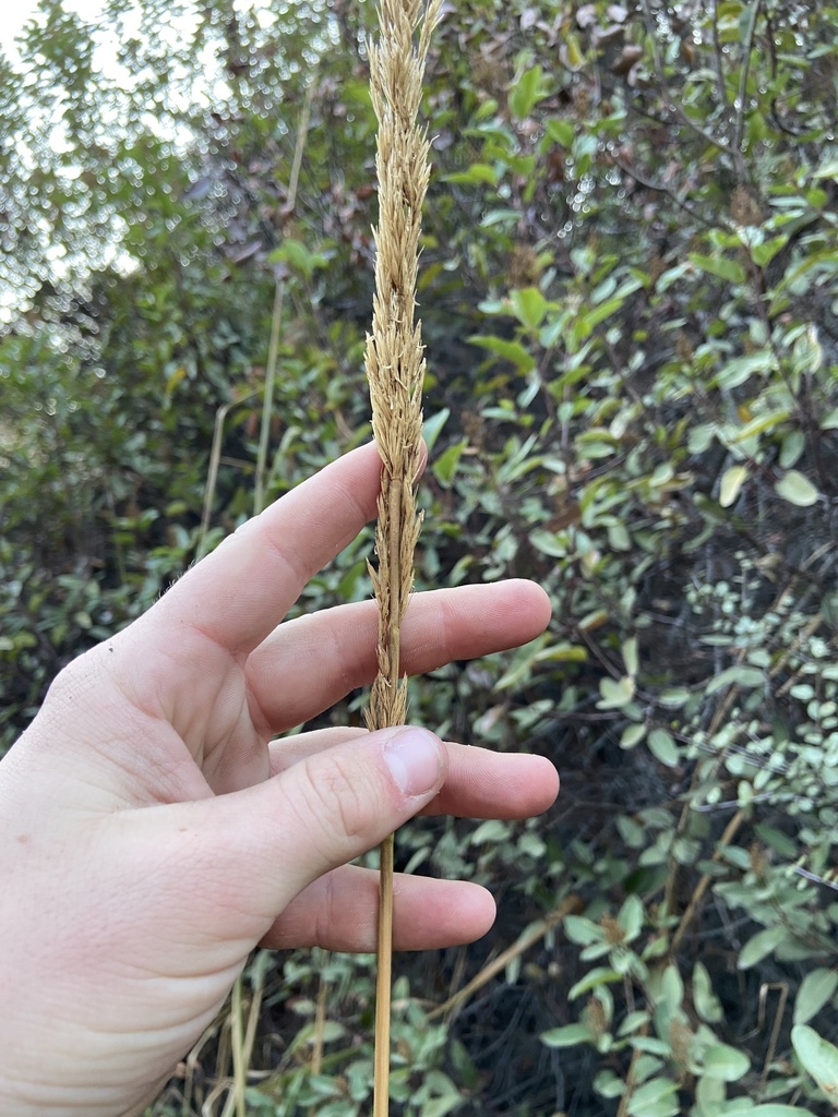giant wild rye from Claremont, CA, US on October 1, 2021 at 05:55 PM by ...