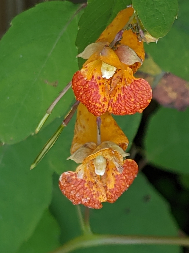 common jewelweed from Leesburg, VA 20175, USA on October 01, 2021 at 05 ...