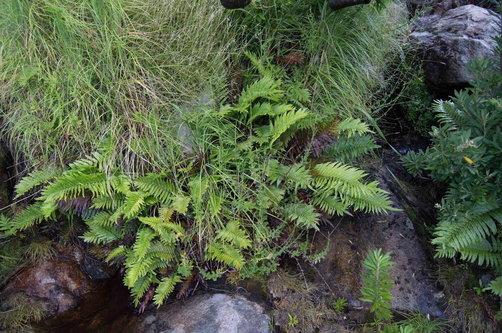 Cape Hard Fern (Blechnum capense) - Botanical Realm