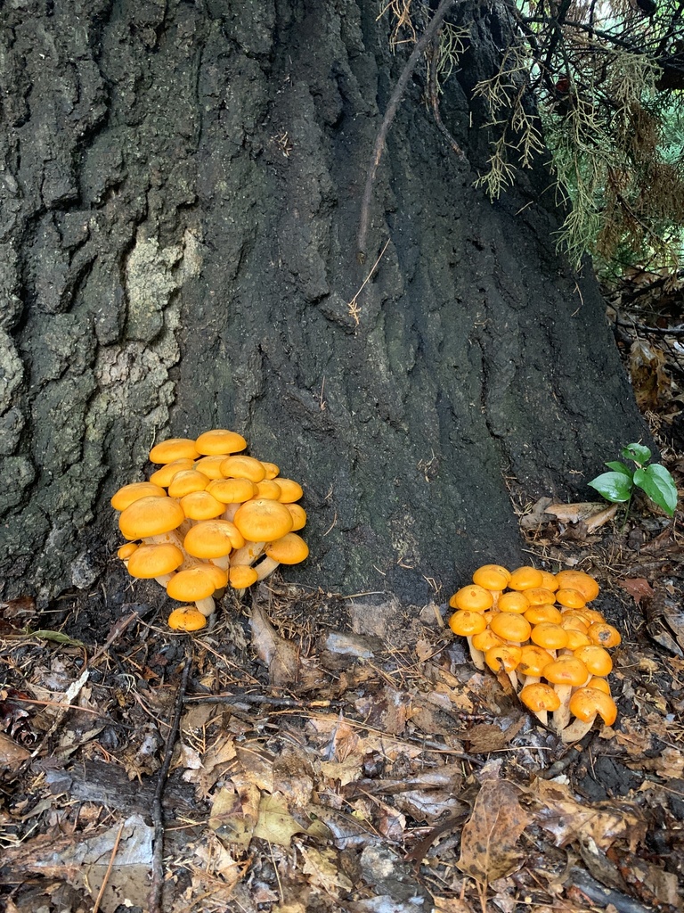 jack-o'-lantern mushrooms from Arbor Lodge State Historical Park ...